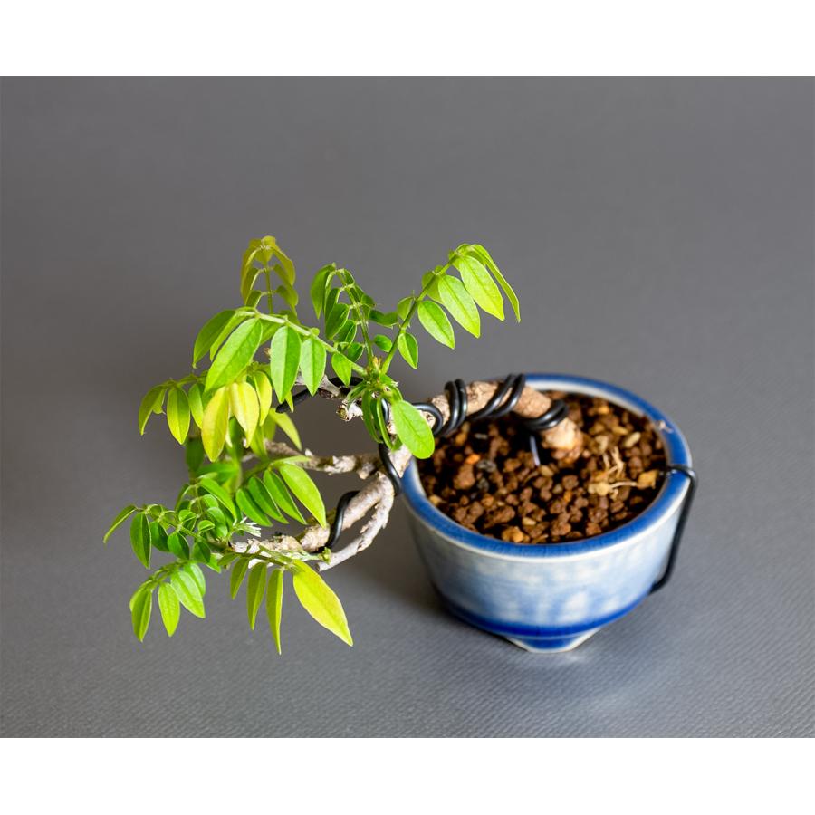 豆盆栽 コフジ盆栽 小藤（こふじ・小さな盆栽 ミニ盆栽 小藤）小盆栽 4373 : e-盆栽 ヤフー店 - 通販 - Yahoo!ショッピング