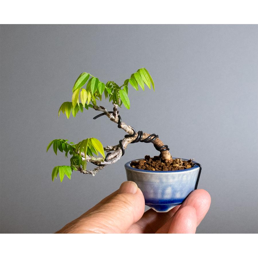 豆盆栽 コフジ盆栽 小藤（こふじ・小さな盆栽 ミニ盆栽 小藤）小盆栽 4373 : e-盆栽 ヤフー店 - 通販 - Yahoo!ショッピング