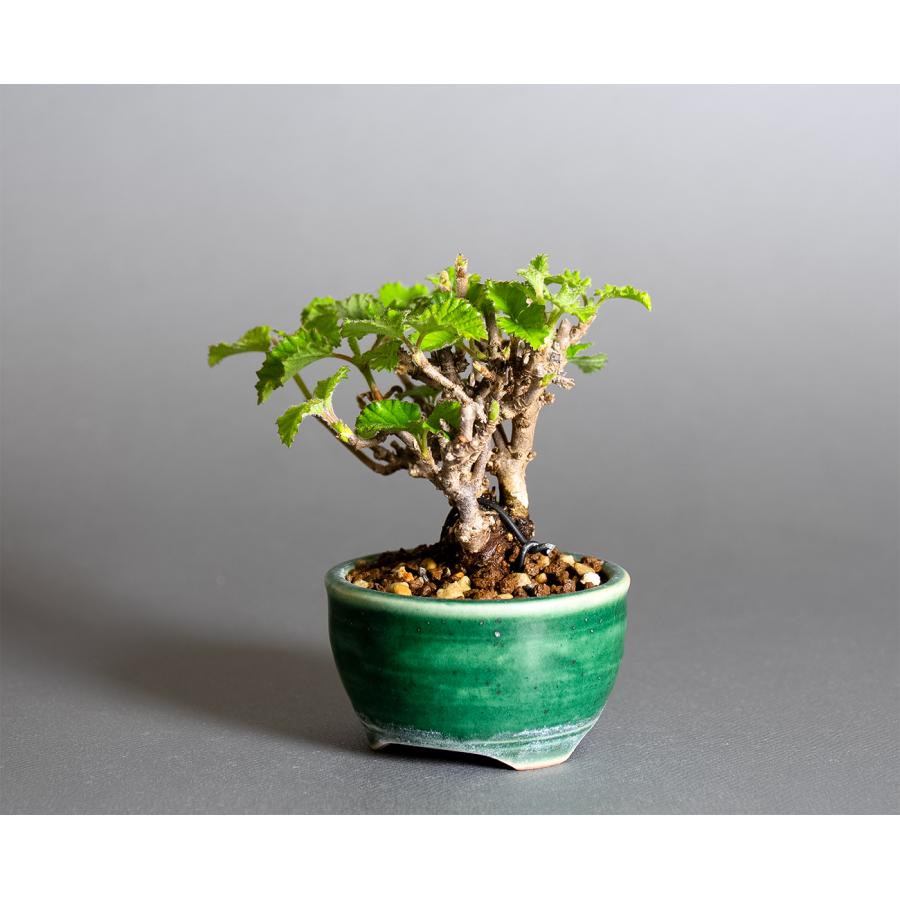 豆盆栽 ガマズミ 金華山莢迷盆栽（がまずみ・金華山 ガマズミミニ盆栽）小さな盆栽 4376 : e-盆栽 ヤフー店 - 通販 - Yahoo!ショッピング