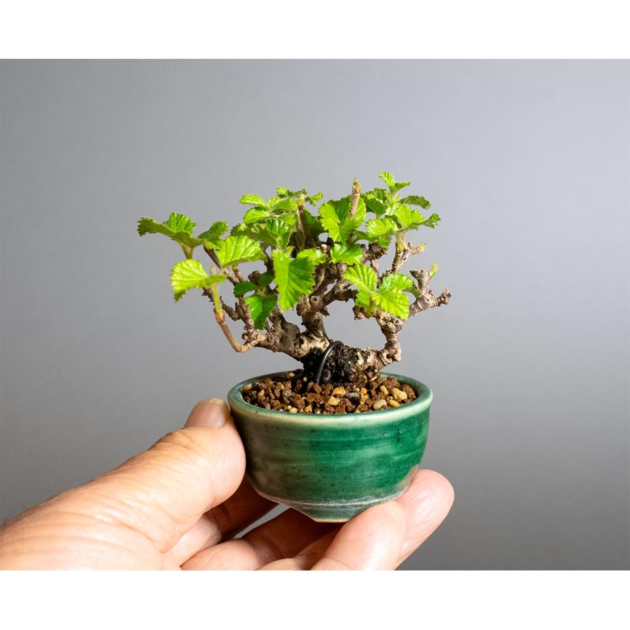 豆盆栽 ガマズミ 金華山莢迷盆栽（がまずみ・金華山 ガマズミミニ盆栽）小さな盆栽 4376 : e-盆栽 ヤフー店 - 通販 - Yahoo!ショッピング