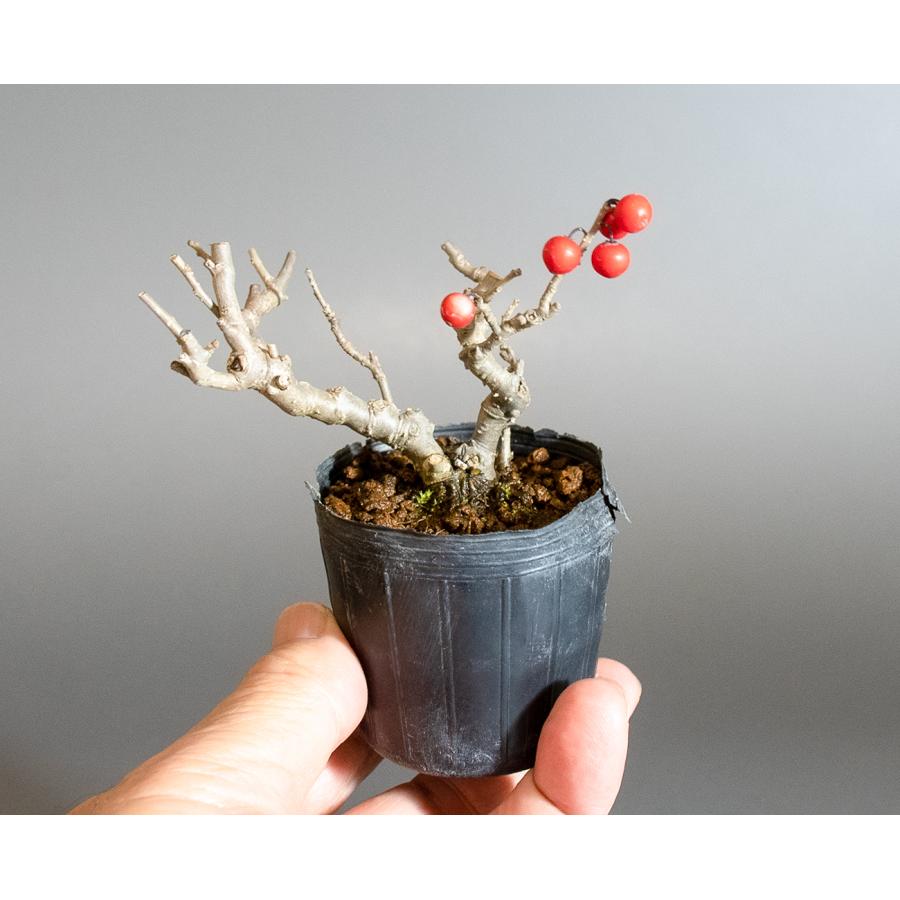 盆栽用苗 盆栽素材 ウメモドキ盆栽 ミニ盆栽素材（うめもどき・盆栽 梅擬）m0101 : e-盆栽 ヤフー店 - 通販 - Yahoo!ショッピング