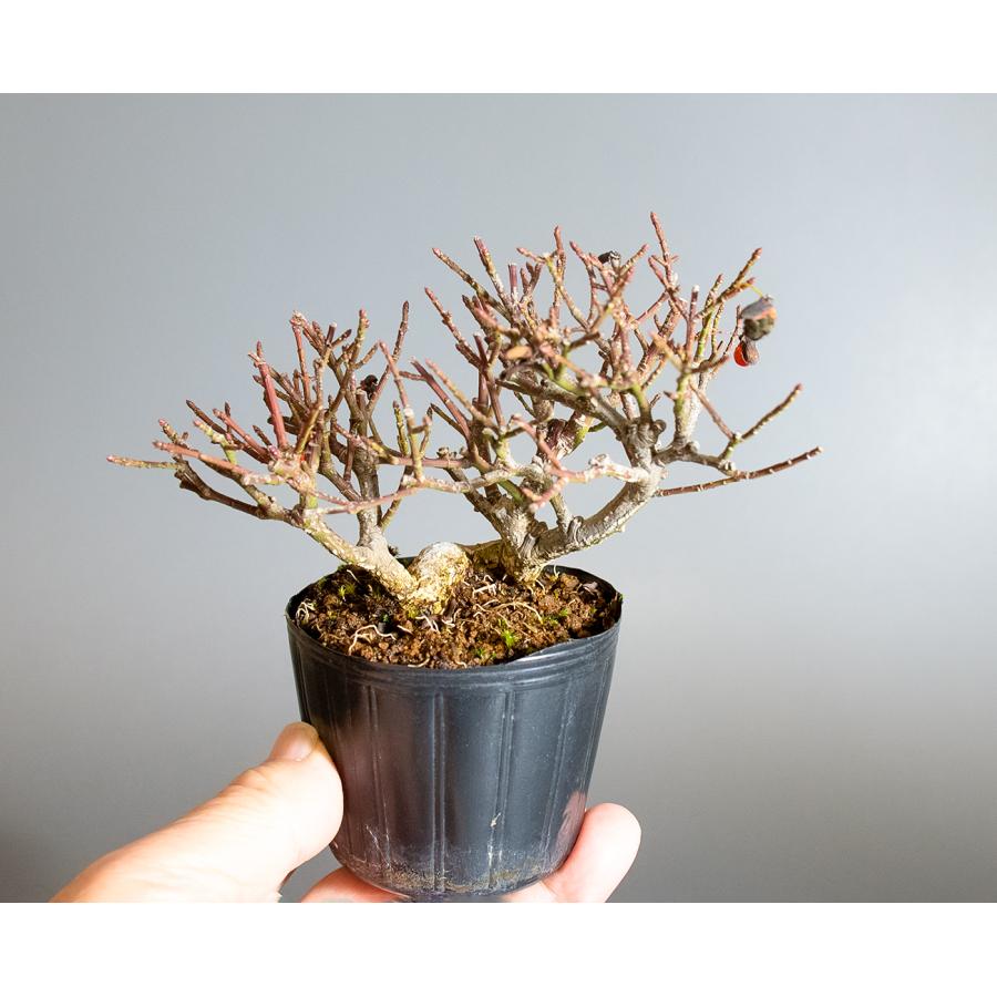 盆栽用苗 盆栽素材 コマユミ盆栽 ミニ盆栽素材（こまゆみ・盆栽 小真弓）m0103 : e-盆栽 ヤフー店 - 通販 - Yahoo!ショッピング
