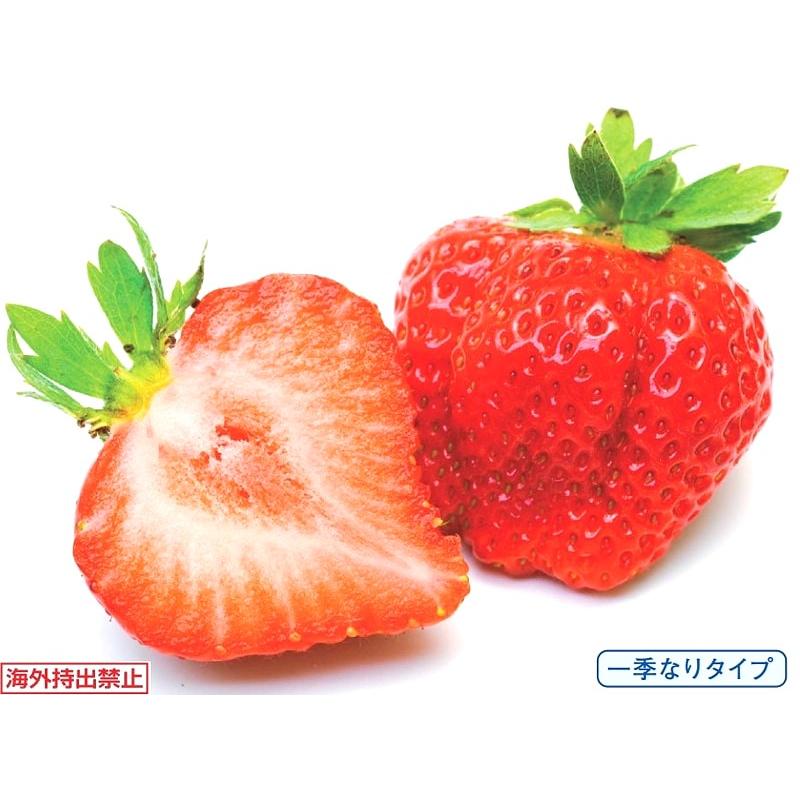 イチゴ メタボッチ Fragaria 中間母本農1号（PVP） ポット苗 3株 : e-フラワー - 通販 - Yahoo!ショッピング