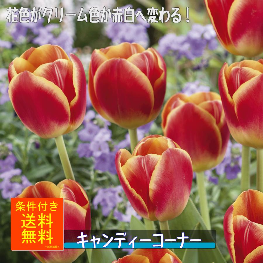 チューリップ 球根 キャンディーコーナー 5球 福花園種苗(株) : ロイヤル福花園 Yahoo!店 - 通販 - Yahoo!ショッピング