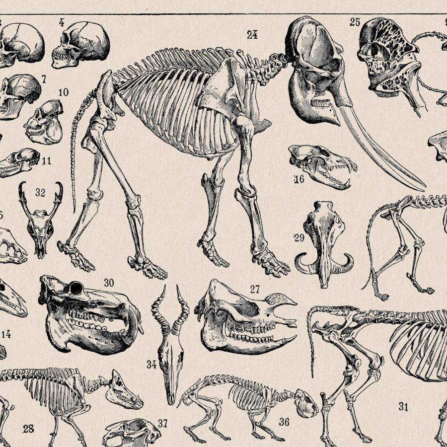 アート ビンテージ 博物学 人間 動物 脊椎動物の骨格図 ビンテージイラスト（1932年） 2L A4 A3 B3 A2 B2 A1 30×40 50×70 北欧ポスター : Wall ...