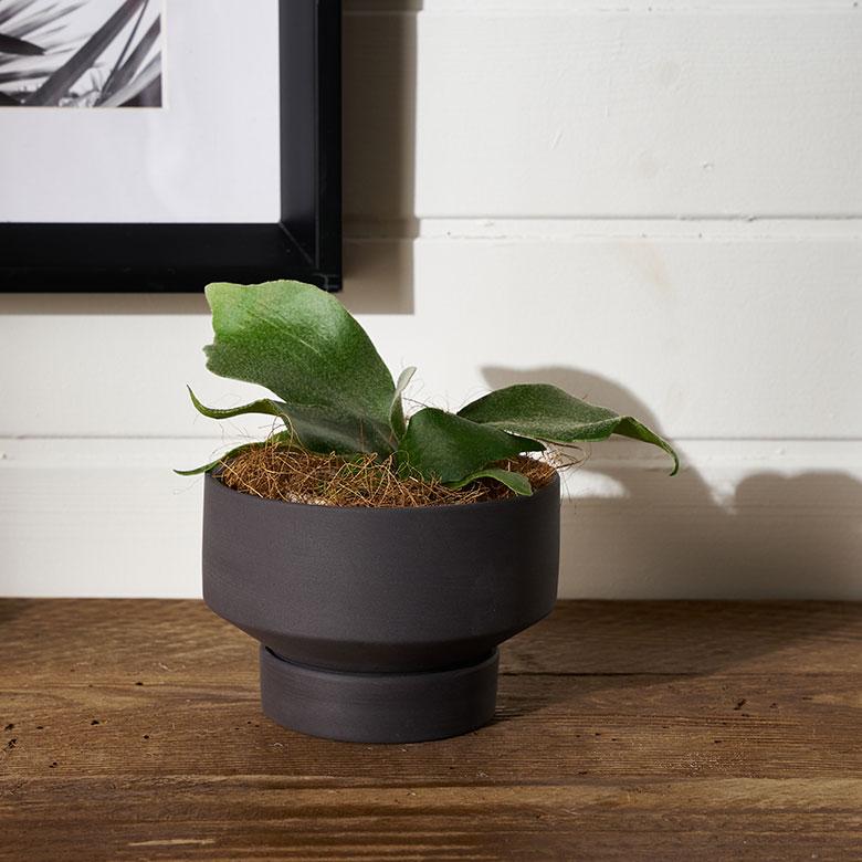 植木 鉢 陶器 マット 4号 受皿 底穴あり 小型 ロータイプ 直径 植木 鉢 陶器 マット 4号 受皿 底穴あり 小型 ロータイプ 直径