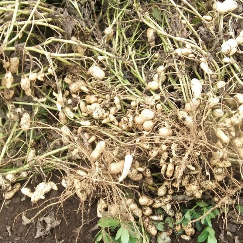 2025年新豆 掘り取り生落花生おおまさり2kg : 遠藤ピーナツ - 通販 - Yahoo!ショッピング