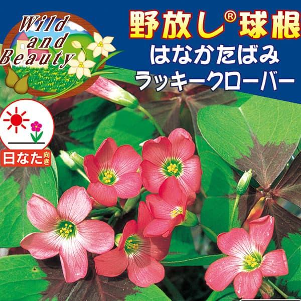 球根/オキザリス（はなかたばみ）：ラッキークローバー10球入り : 園芸ネット - 通販 - Yahoo!ショッピング