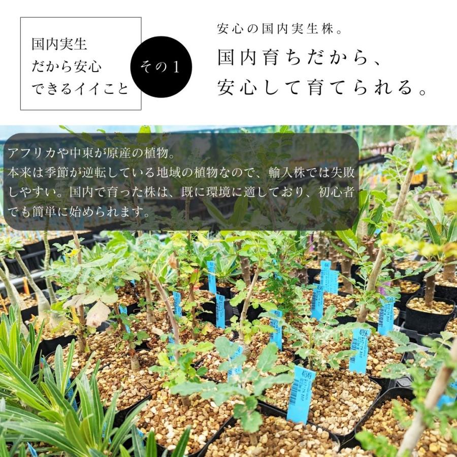 ボスウェリア サクラ Boswellia sacra KK5103 : ERIOQUEST - 通販 - Yahoo!ショッピング
