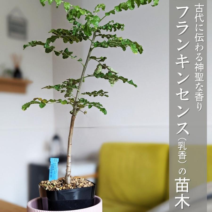 ボスウェリア サクラ Boswellia sacra KK5103 : ERIOQUEST - 通販 - Yahoo!ショッピング