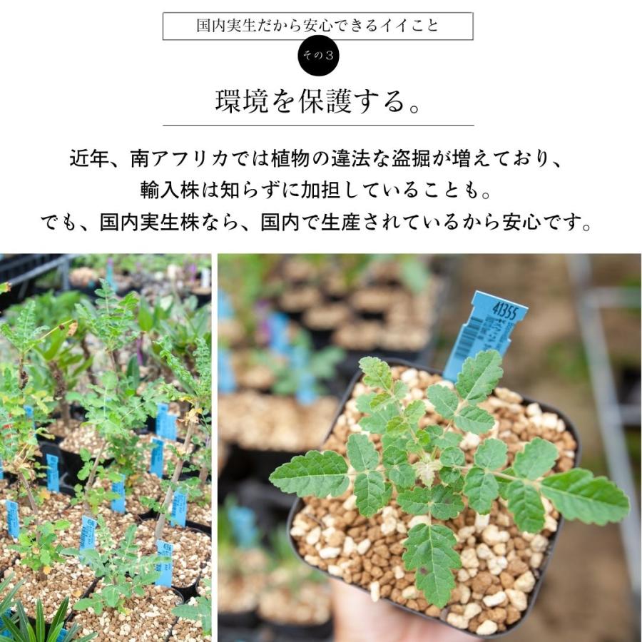 ボスウェリア サクラ Boswellia sacra KK5103 : ERIOQUEST - 通販 - Yahoo!ショッピング