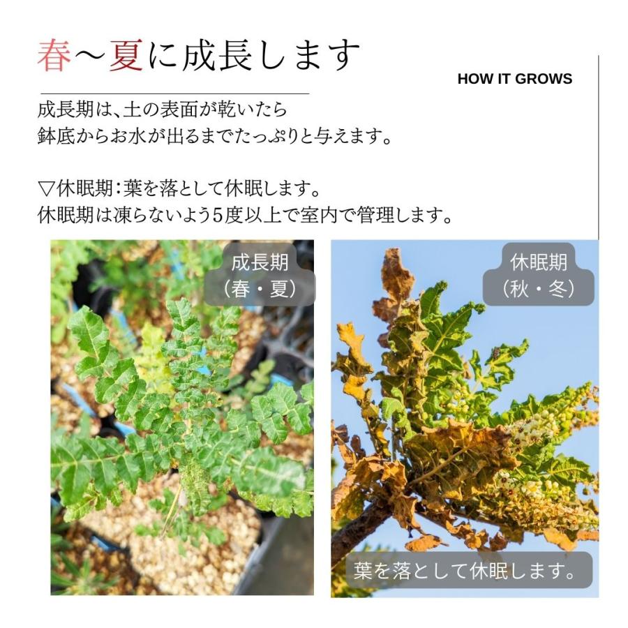 ボスウェリア サクラ Boswellia sacra KK5103 : ERIOQUEST - 通販 - Yahoo!ショッピング