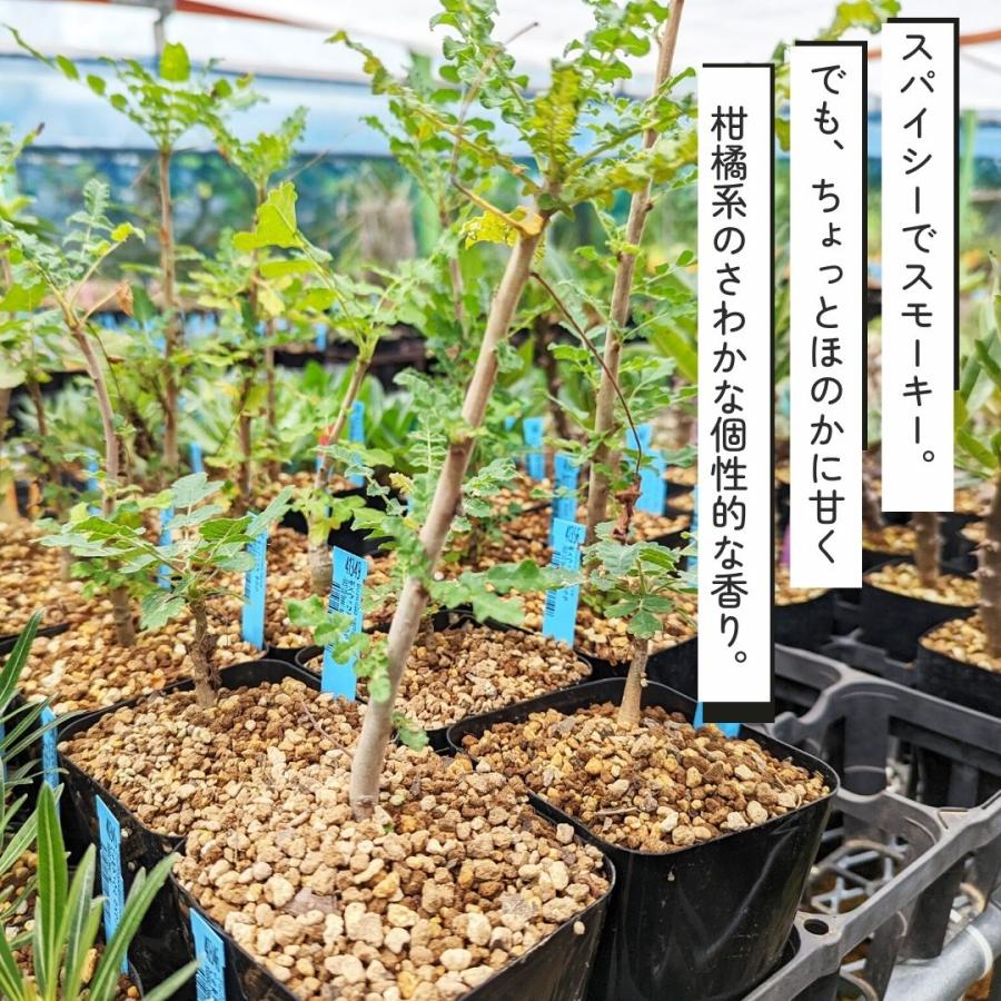 ボスウェリア サクラ Boswellia sacra KK5103 : ERIOQUEST - 通販 - Yahoo!ショッピング