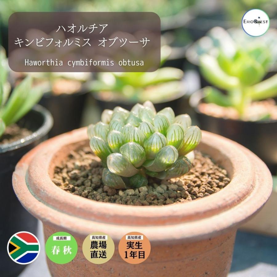 多肉植物 ハオルチア シンビフォルミス オブツーサ Haworthia 多肉植物 ハオルチア シンビフォルミス オブツーサ Haworthia