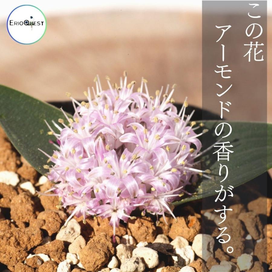 ラケナリア ピグマエア Lachenalia pygmaea EQ606 : ERIOQUEST - 通販 - Yahoo!ショッピング