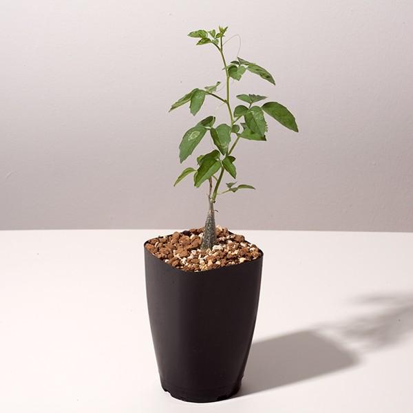 コーデックス 塊根植物 モモルディカ ロストラータ Momordica rostrata EQ783 通販 実生 2.5号 観葉植物 ...