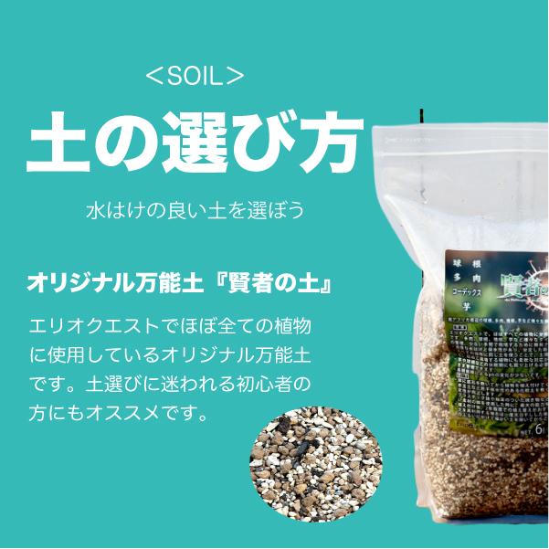 マッソニア エキナータ Massonia echinata EQ830 :830-echi-eq83:ERIOQUEST - 通販 - Yahoo!ショッピング