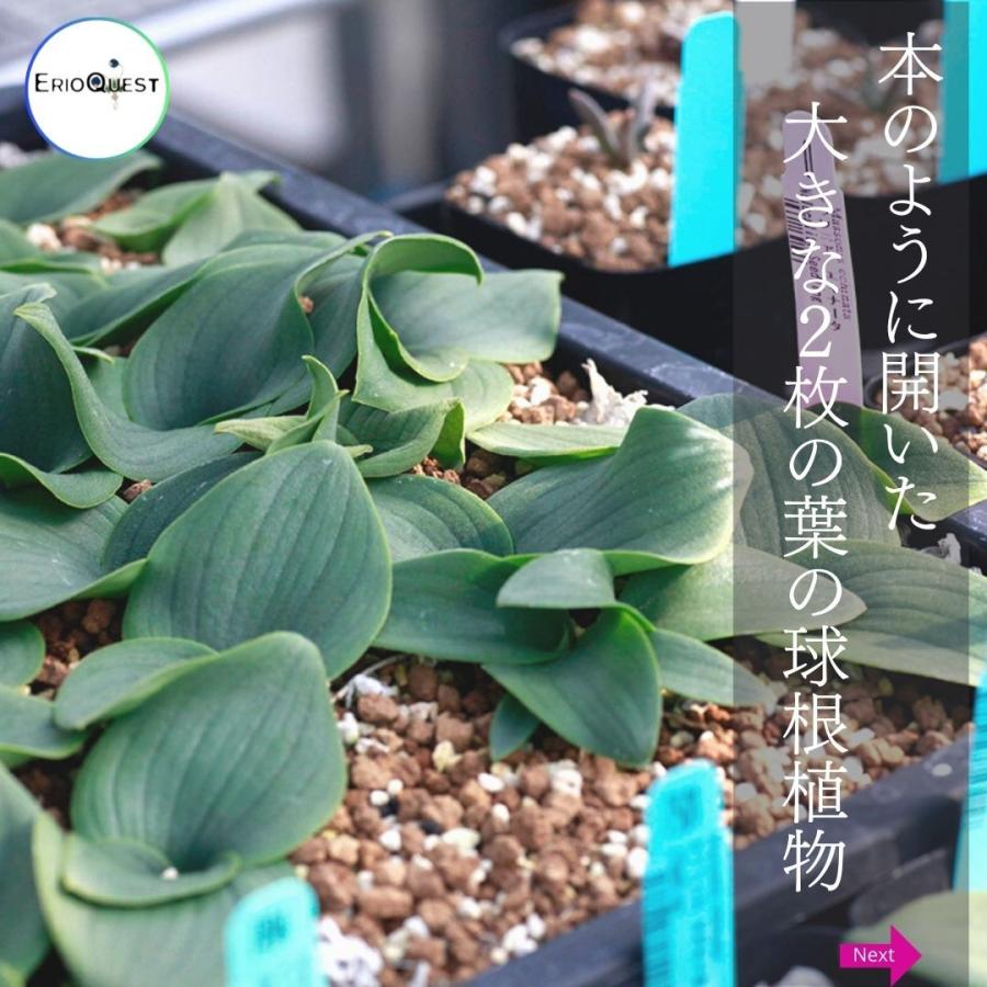 マッソニア エキナータ Massonia echinata EQ830 :830-echi-eq83:ERIOQUEST - 通販 - Yahoo!ショッピング