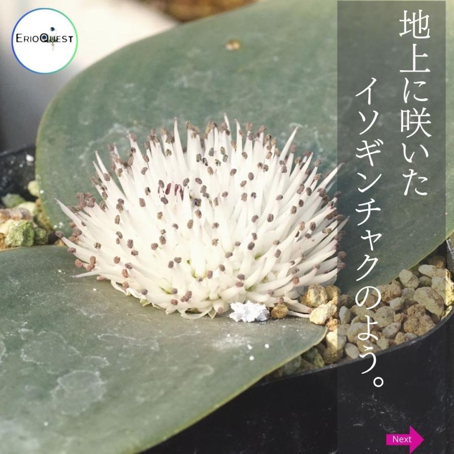 マッソニア エキナータ Massonia echinata EQ830 : ERIOQUEST - 通販 - Yahoo!ショッピング