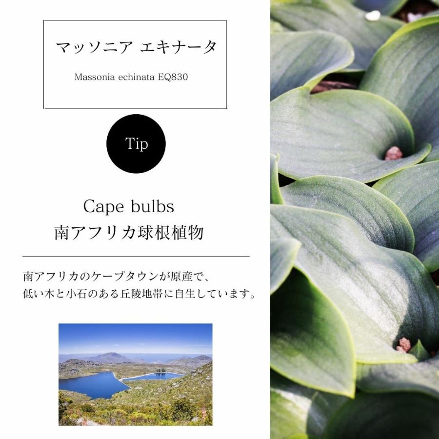 マッソニア エキナータ Massonia echinata EQ830 : ERIOQUEST - 通販 - Yahoo!ショッピング