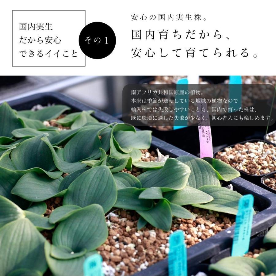 マッソニア エキナータ Massonia echinata EQ830 : ERIOQUEST - 通販 - Yahoo!ショッピング