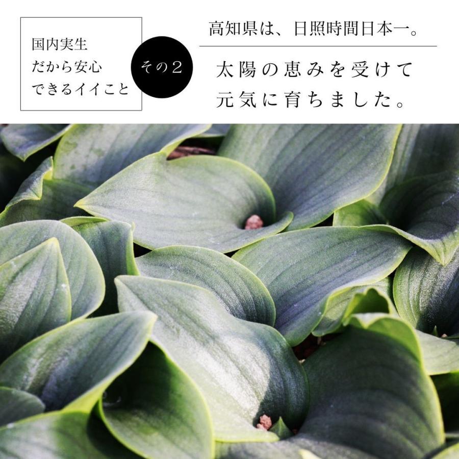 マッソニア エキナータ Massonia echinata EQ830 : ERIOQUEST - 通販 - Yahoo!ショッピング