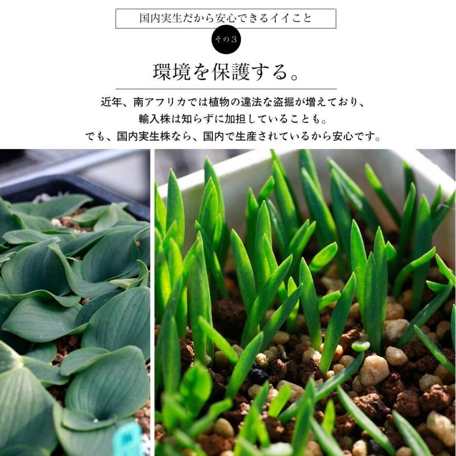 マッソニア エキナータ Massonia echinata EQ830 : ERIOQUEST - 通販 - Yahoo!ショッピング