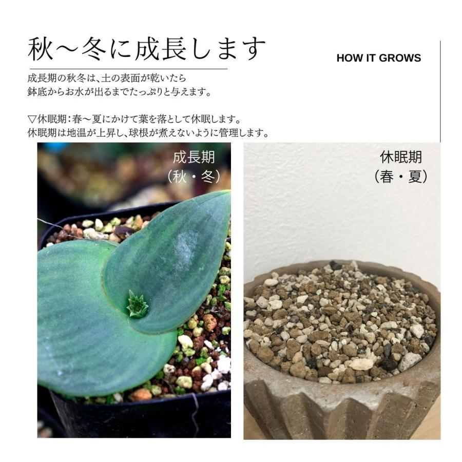 マッソニア エキナータ Massonia echinata EQ830 : ERIOQUEST - 通販 - Yahoo!ショッピング