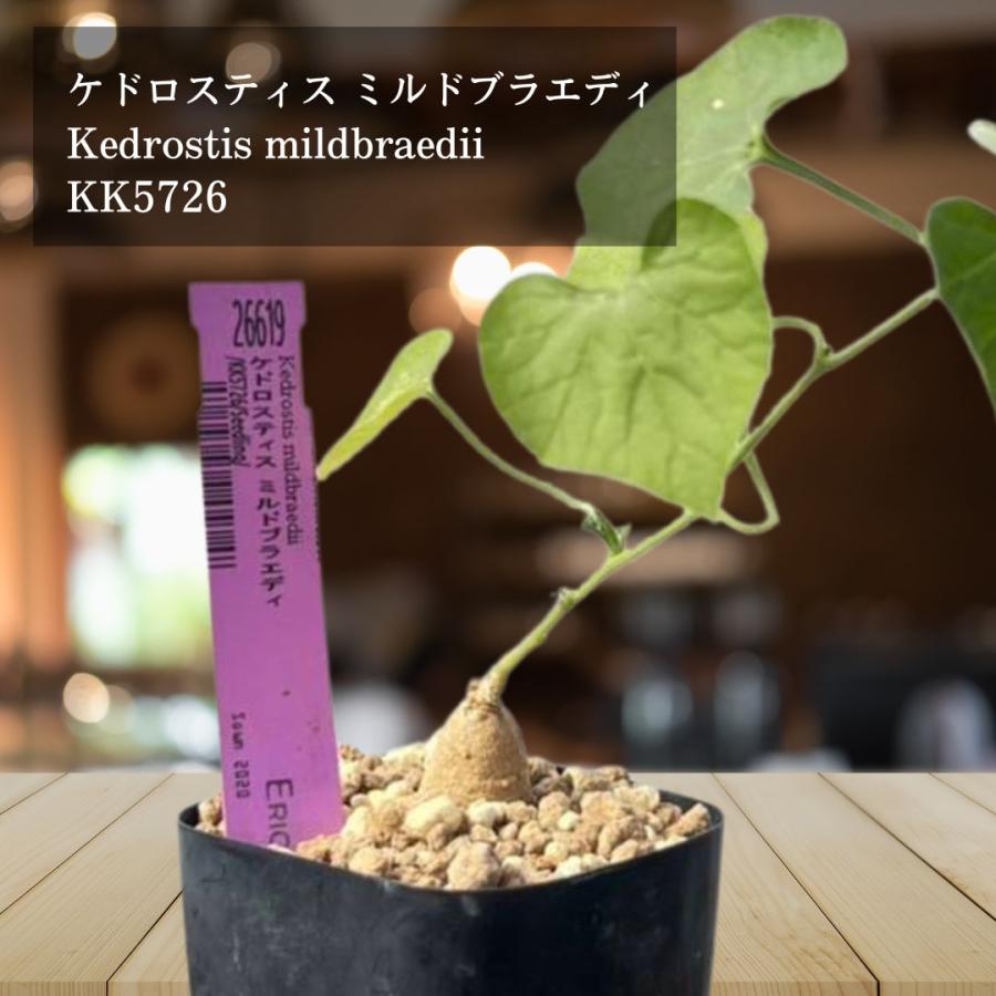 ケドロスティス ミルドブラエディ Kedrostis mildbraedii KK5726 : 995-mild-kk57 : ERIOQUEST - 通販 - Yahoo!ショッピング
