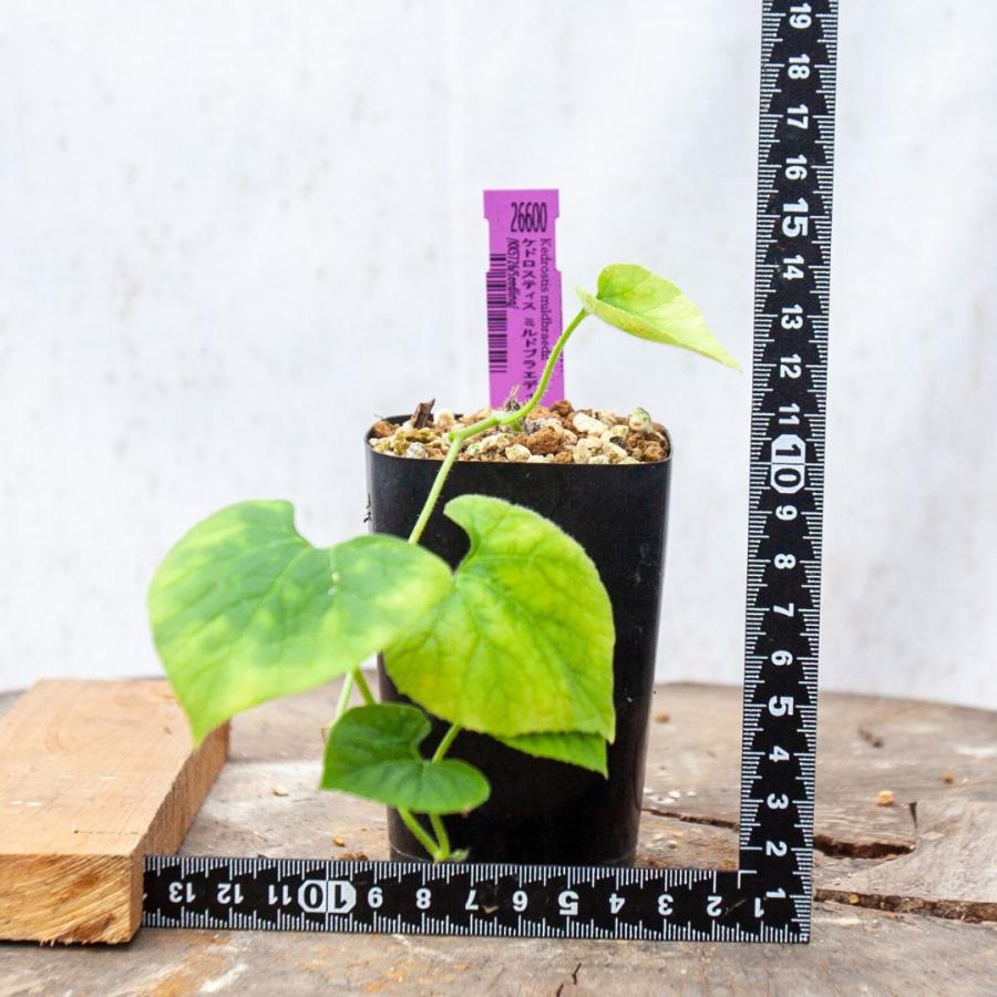 ケドロスティス ミルドブラエディ Kedrostis mildbraedii KK5726 :995-mild-kk57:ERIOQUEST - 通販 - Yahoo!ショッピング