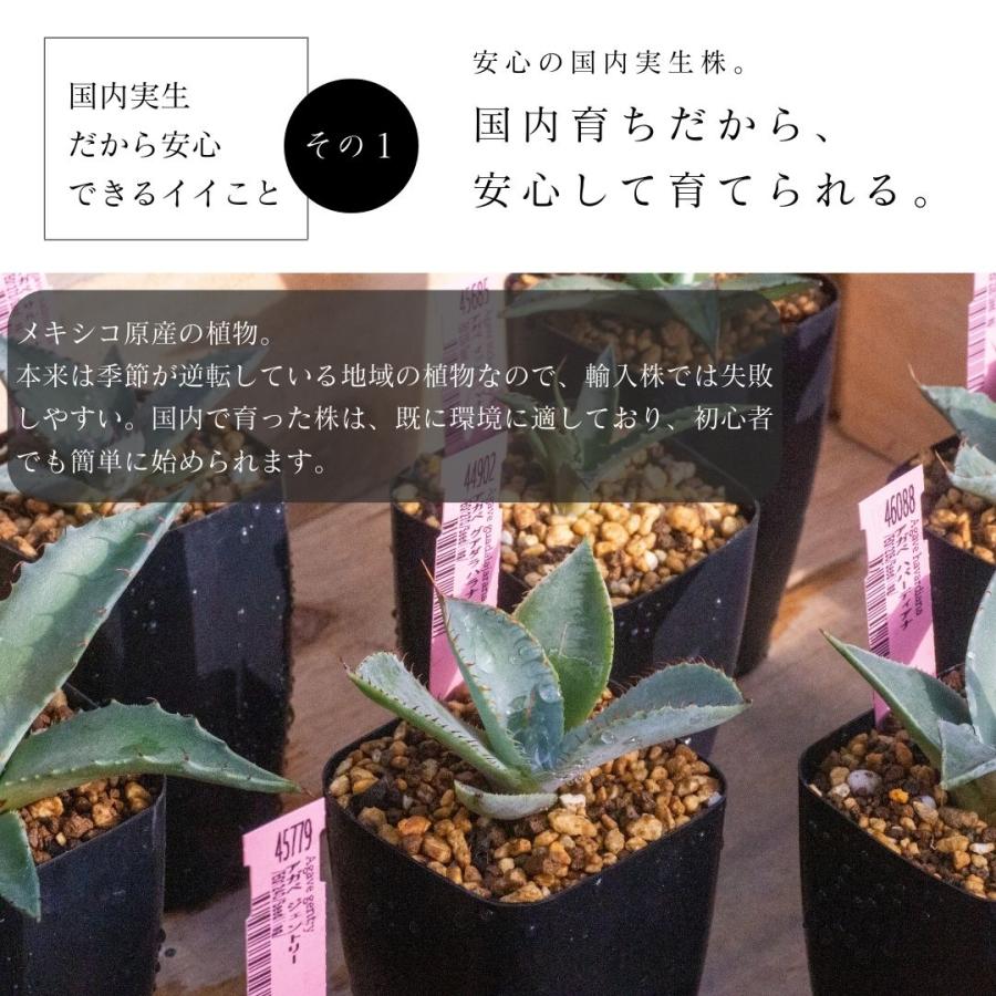 多肉植物 アガベセットB : ERIOQUEST - 通販 - Yahoo!ショッピング