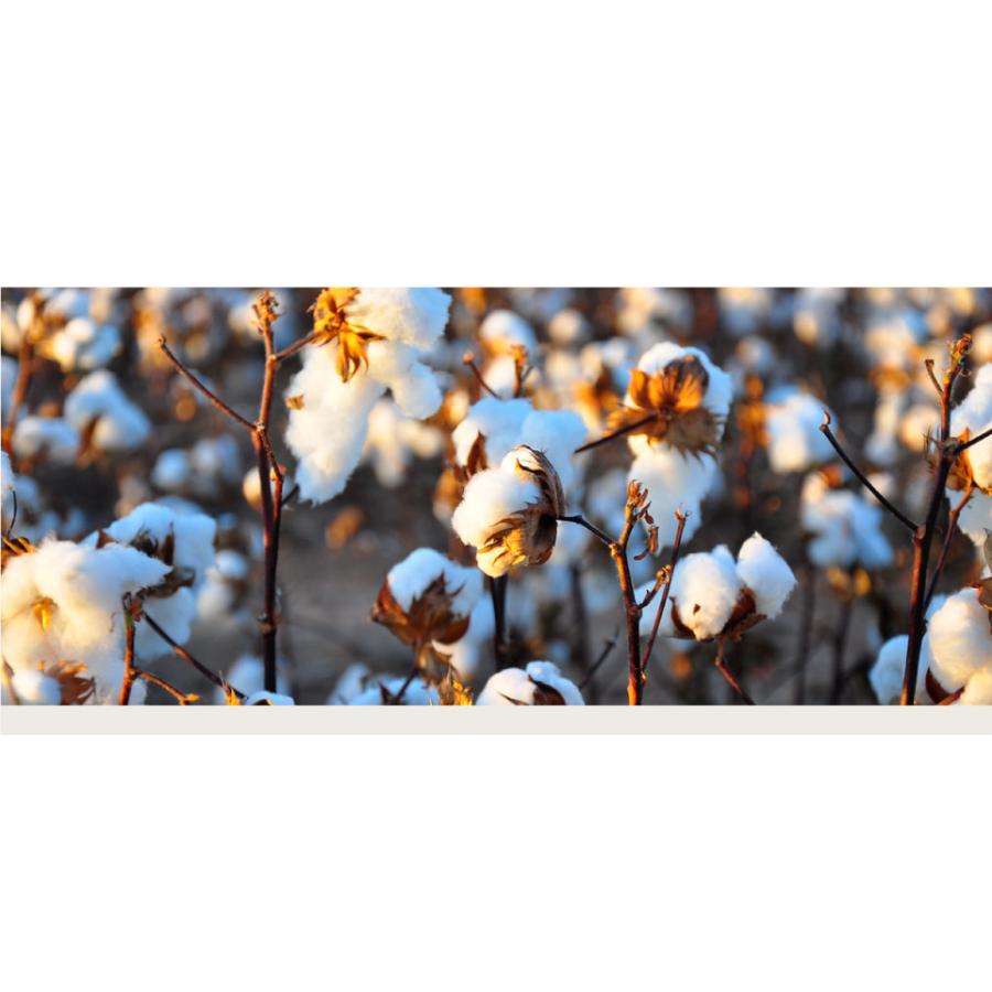 西川 綿毛布 セミダブル オーガニックコットン使用 コットンブランケット 綿100％ オーガニック 日本製 毛布 国産 02-CNB 077 : 眠りのひろば ふとんの江崎 - 通販 ...