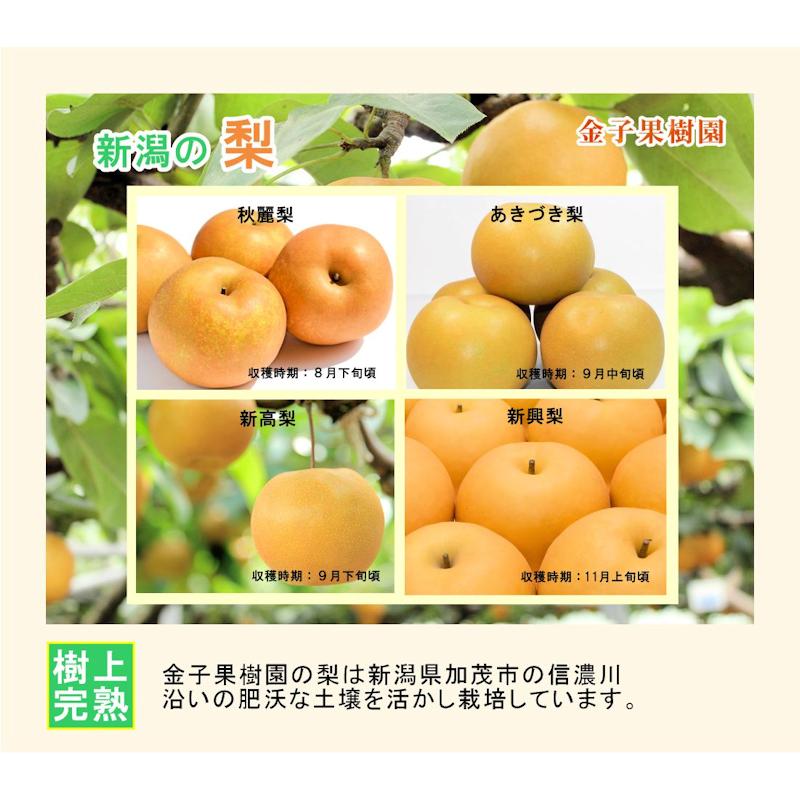 フルーツ 和梨 あきづき梨 送料無料 新潟県 加茂市 金子果樹園 新潟の樹上完熟梨 あきづき梨 3kg（5〜8個) 厳選した梨 化粧箱入り :kaneko-aki3:産直越後屋 - 通販 ...