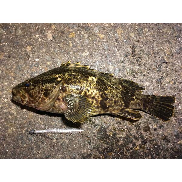 インクスレーベル INX.label ゼイゴー アジング Lサイズ Sサイズ INX label ロックフィッシュ ワーム ロックフィッシュ ...