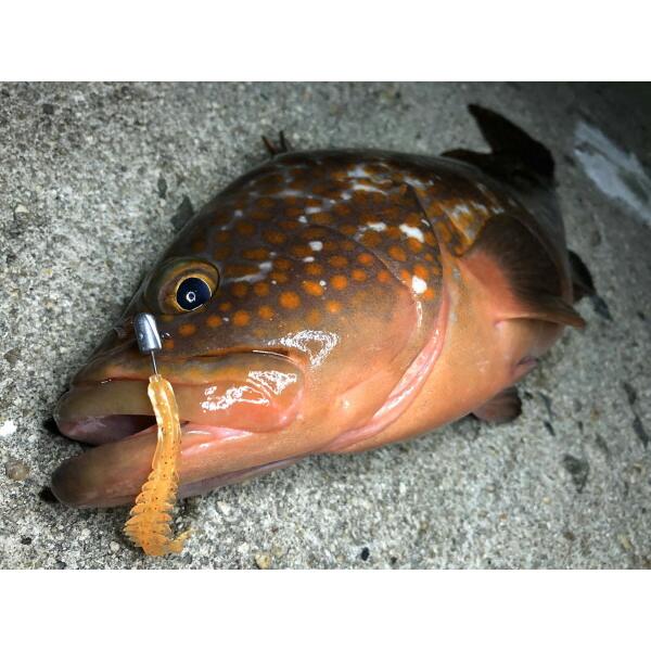 インクスレーベル INX.label ゼイゴー アジング Lサイズ Sサイズ INX label ロックフィッシュ ワーム ロックフィッシュ ...