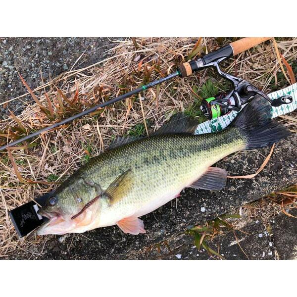 インクスレーベル INX.label ゼイゴー アジング Lサイズ Sサイズ INX label ロックフィッシュ ワーム ロックフィッシュ ...