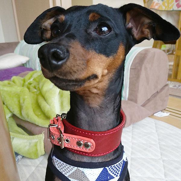 ハーフチョーク イタグレ ミニピン 革：Small Type Choker GB2 プレミア会員特別価格 : エクストラヘビー - 通販 - Yahoo!ショッピング