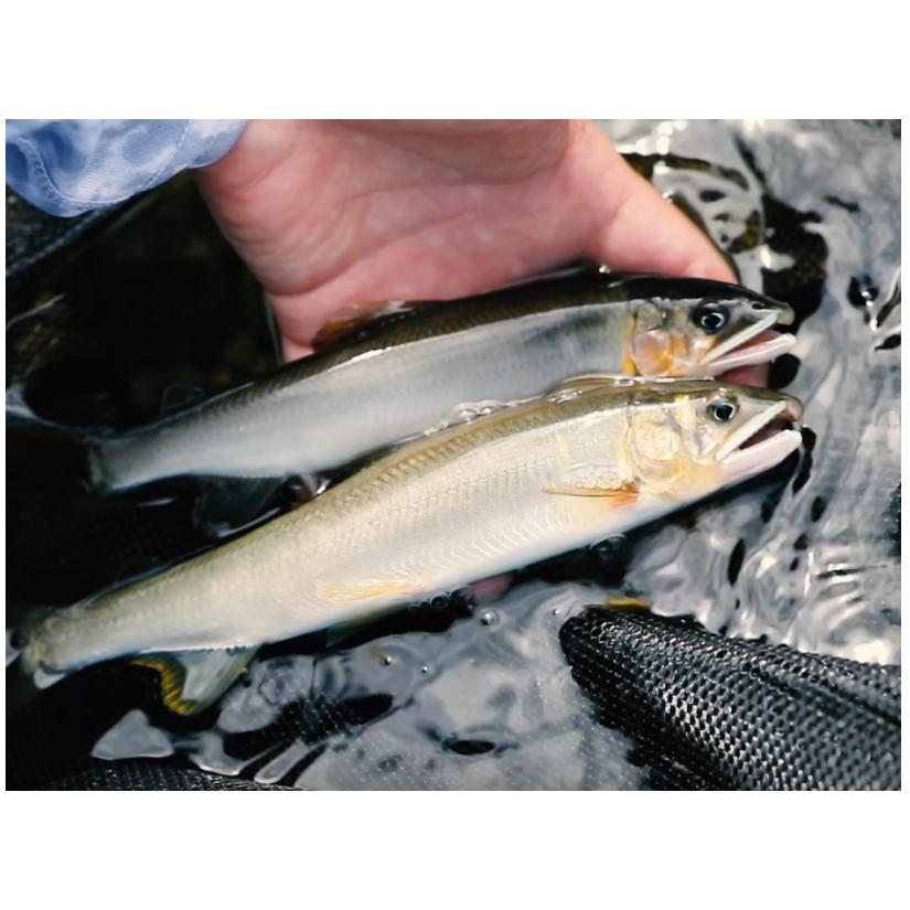 LUXXE (2025年春夏新製品・送料無料)がまかつ/ラグゼ ラグゼ 舞香(まい