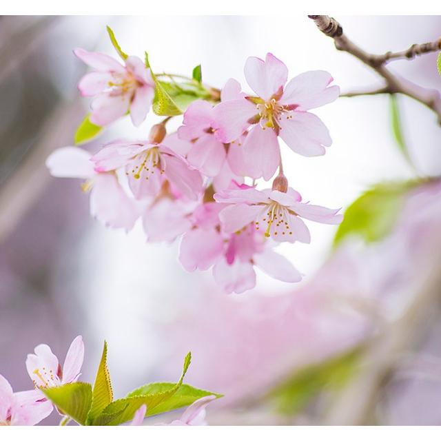 PARKER Frower Pen/桜ソメイヨシノ(PK) : f-style-japan - 通販 - Yahoo!ショッピング