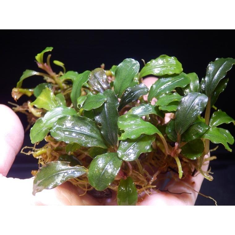 ブセファランドラ Bucephalandra sp. Red Amanda : Fairy Selection - 通販 - Yahoo!ショッピング