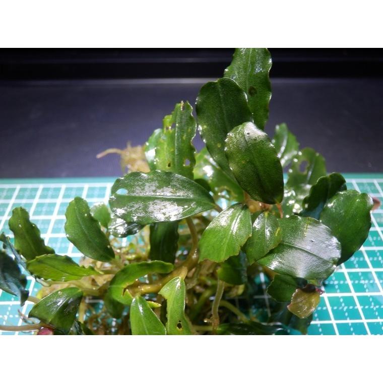 ブセファランドラ Bucephalandra sp. Lamandau Round : Fairy Selection - 通販 ...