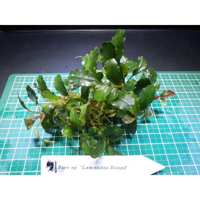 ブセファランドラ Bucephalandra sp. Lamandau Round : Fairy Selection - 通販 ...