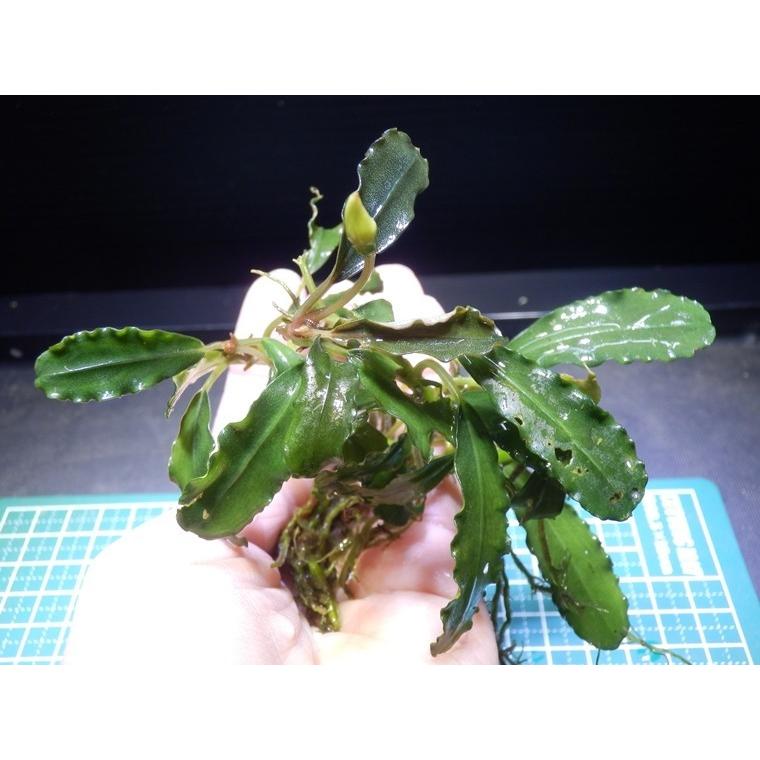ブセファランドラ Bucephalandra sp. Red Melawi : Fairy Selection - 通販 - Yahoo!ショッピング