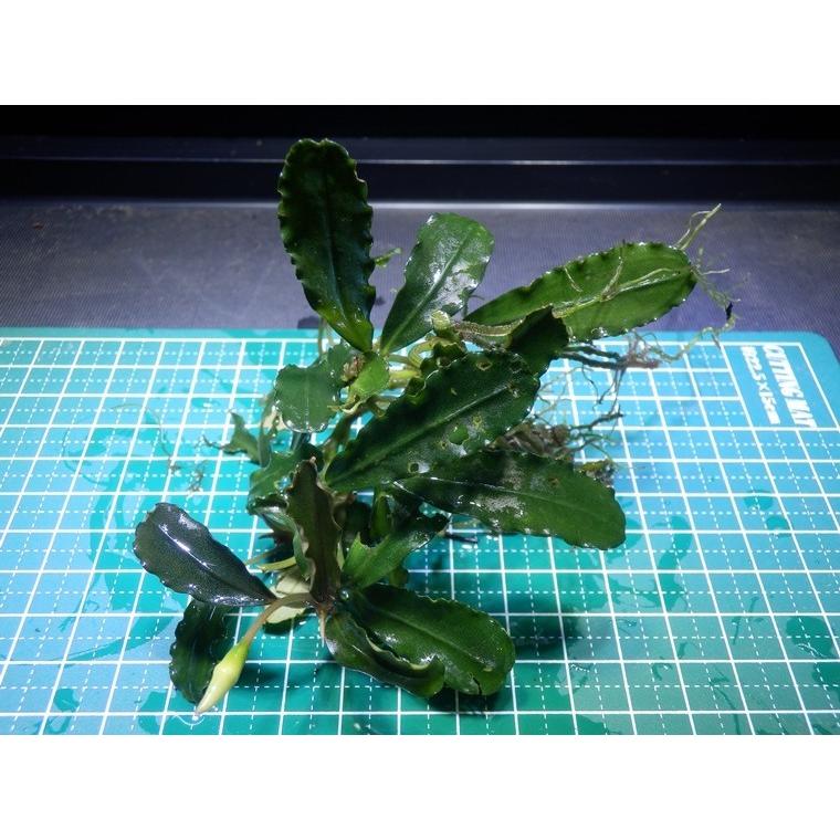 ブセファランドラ Bucephalandra sp. Red Melawi : Fairy Selection - 通販 - Yahoo!ショッピング