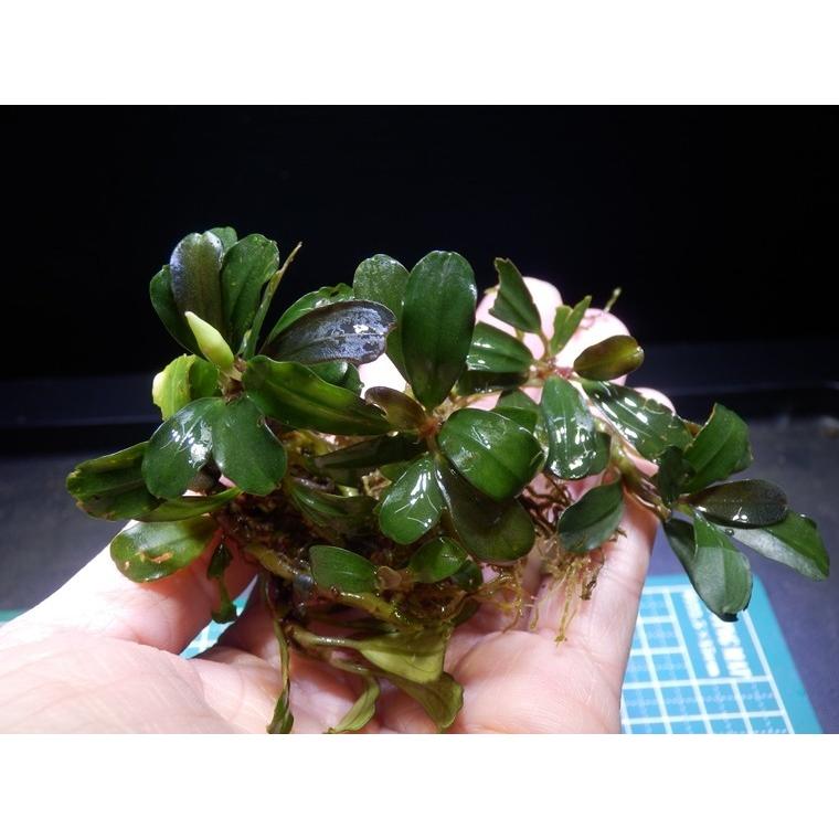ブセファランドラ Bucephalandra sp. Theia Red Piegon :buce-029:Fairy Selection ...