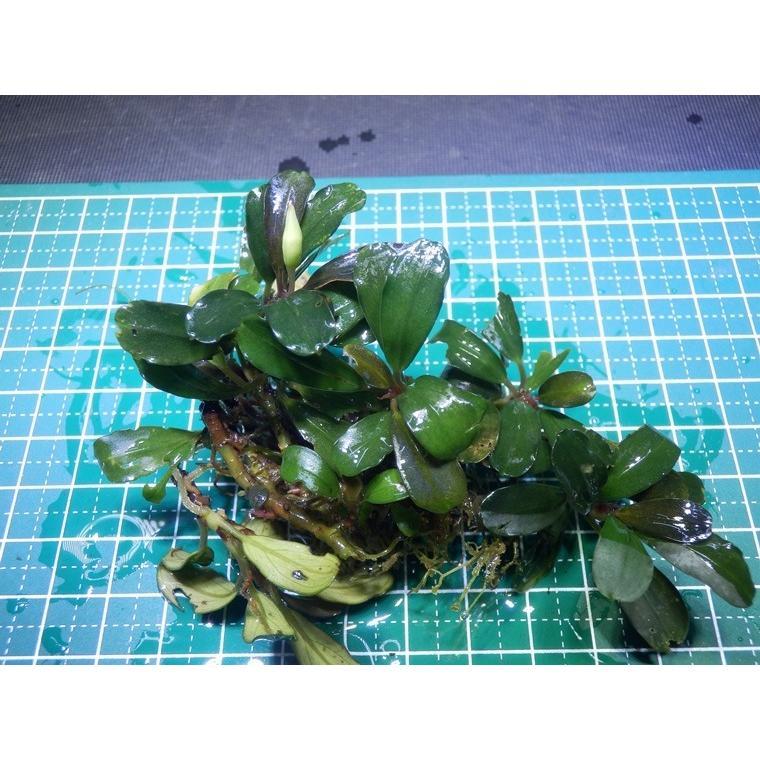 ブセファランドラ Bucephalandra sp. Theia Red Piegon :buce-029:Fairy Selection ...