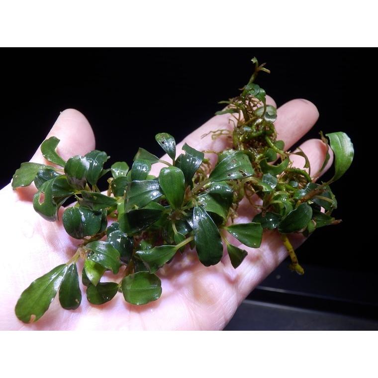 ブセファランドラ Bucephalandra sp. Red Lamandau : Fairy Selection - 通販 - Yahoo ...