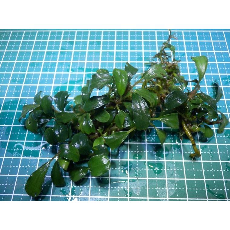 ブセファランドラ Bucephalandra sp. Red Lamandau : Fairy Selection - 通販 - Yahoo ...