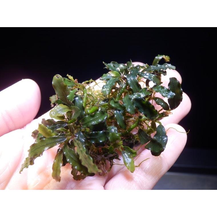 ブセファランドラ Bucephalandra sp. Ghost Mini : Fairy Selection - 通販 - Yahoo!ショッピング