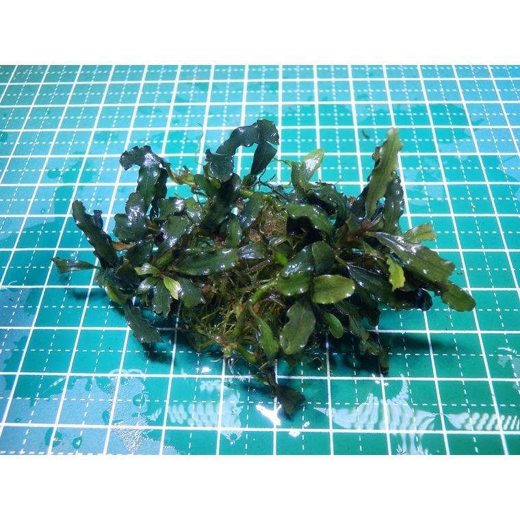 ブセファランドラ Bucephalandra sp. Ghost Mini : Fairy Selection - 通販 - Yahoo!ショッピング